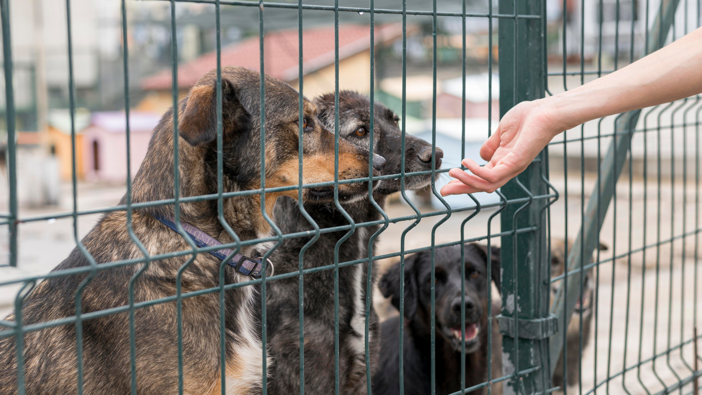 ACF Animal Rescue and Rehabilitation | Saving Stray Animals Supporting ...